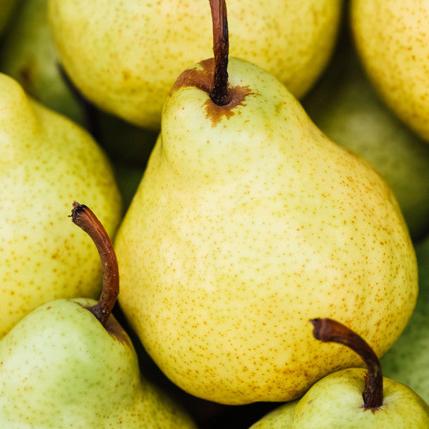 Fruit Pear| The Gardens Nursery