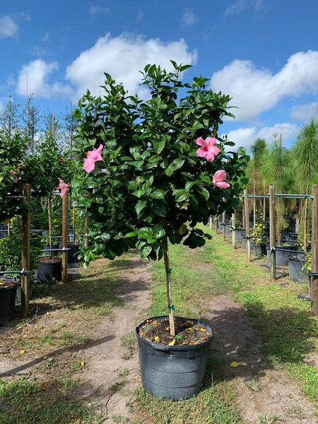 Hibiscus Standard – The Gardens Nursery