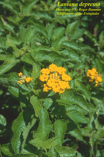 Pineland Lantana - Native – The Gardens Nursery