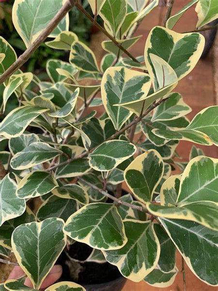 Triangle Ficus – The Gardens Nursery