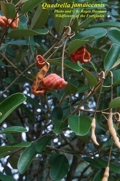 Jamaican Caper Tree – The Gardens Nursery