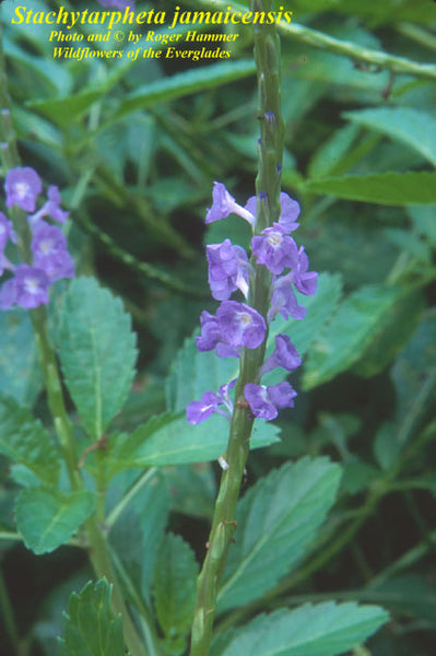 Blue Porterweed - Native – The Gardens Nursery