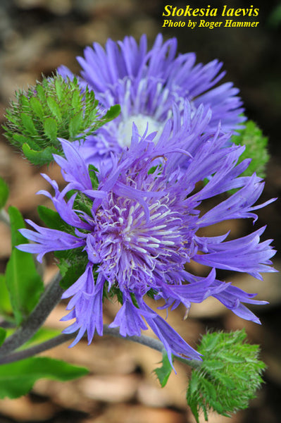 Stokes Aster - Native – The Gardens Nursery